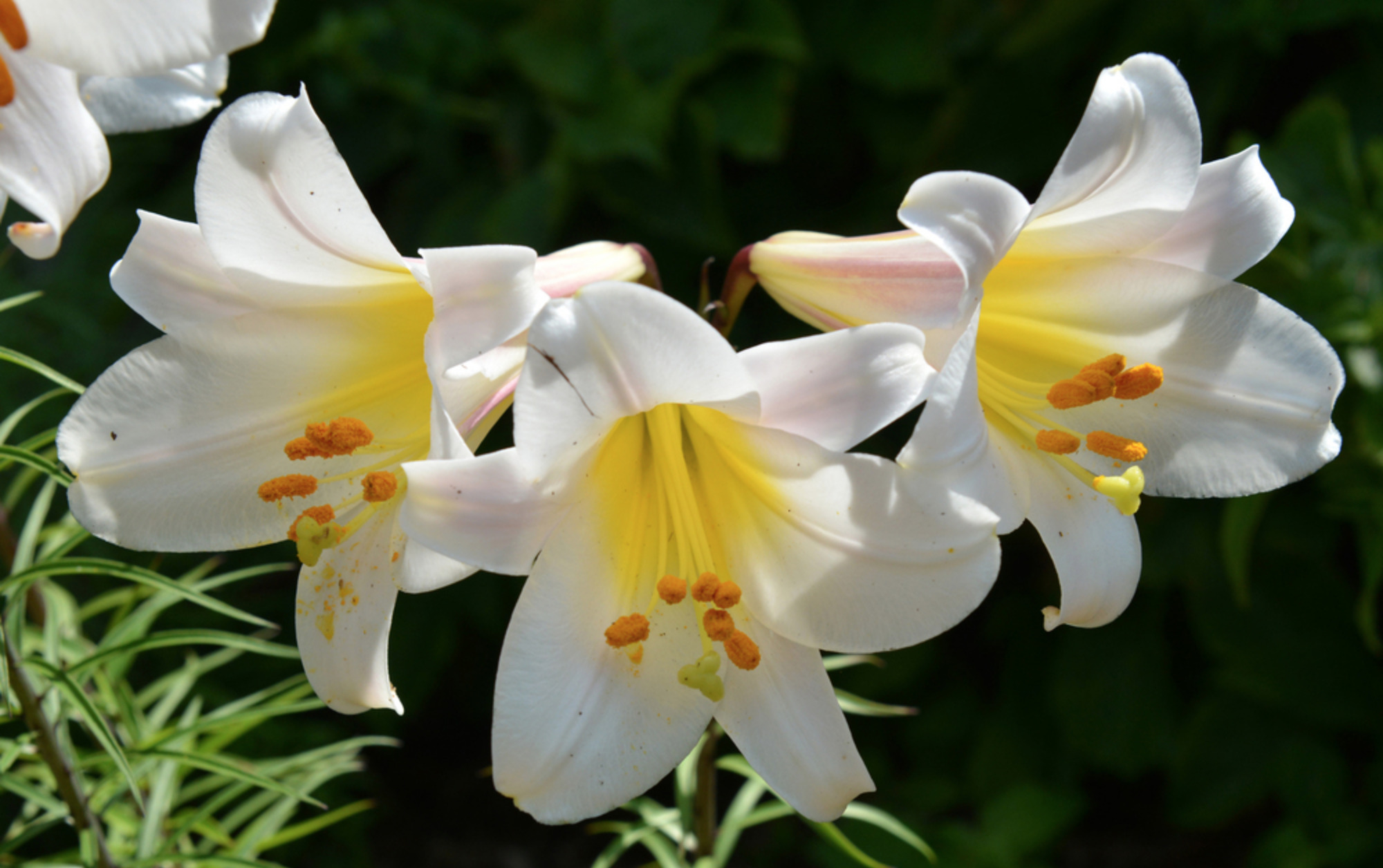 Photo Hunt - Arnold Arboretum