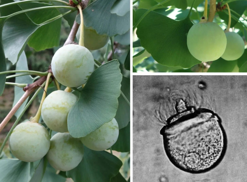 The Swimming of the Ginkgo Sperm - Arnold Arboretum | Arnold Arboretum