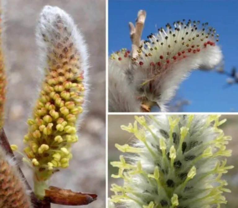 Willows in Flower - Arnold Arboretum | Arnold Arboretum