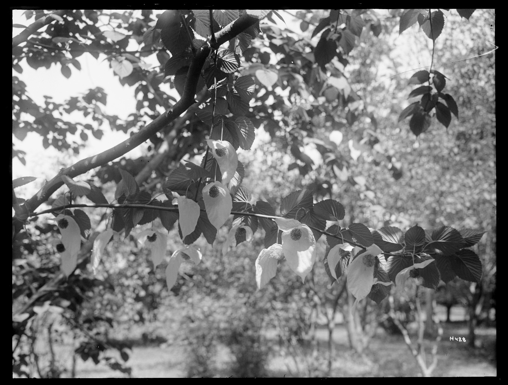 E. H. Wilson’s search for Davidia involucrata - Arnold Arboretum