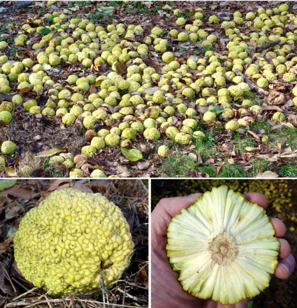 Fruits of the Osage Orange - Arnold Arboretum | Arnold Arboretum