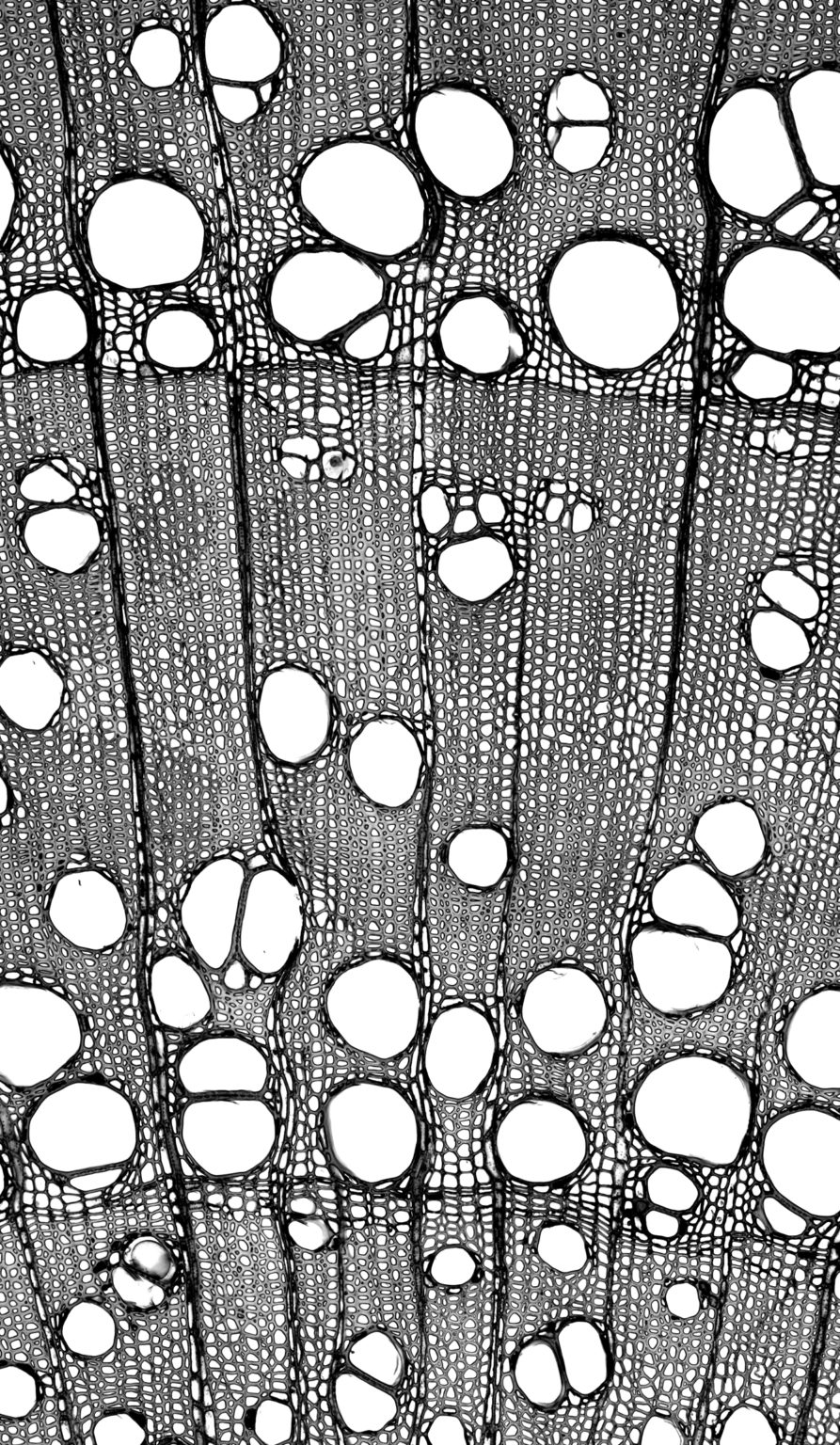 Wood Under the Microscope - Arnold Arboretum