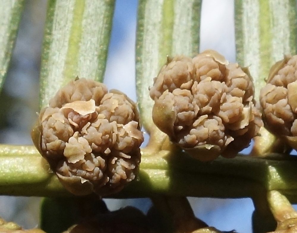 Explorers Garden Tour - Arnold Arboretum | Arnold Arboretum