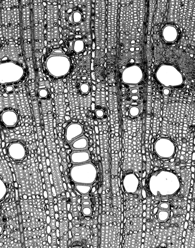 Wood Under the Microscope - Arnold Arboretum