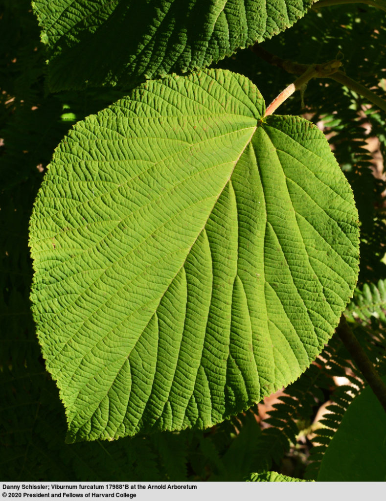 Keeper’s Tour - Arnold Arboretum