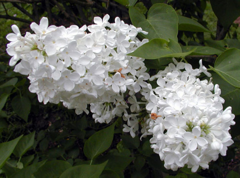 Lilac Collection - Arnold Arboretum