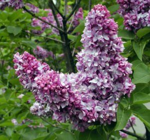Lilac Collection - Arnold Arboretum