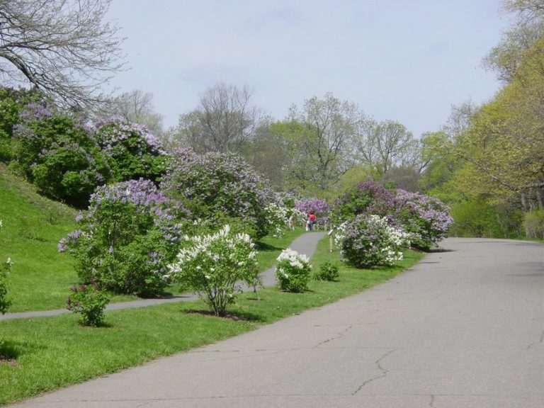 Lilac Collection - Arnold Arboretum
