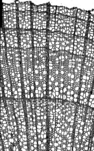 Wood Under the Microscope - Arnold Arboretum