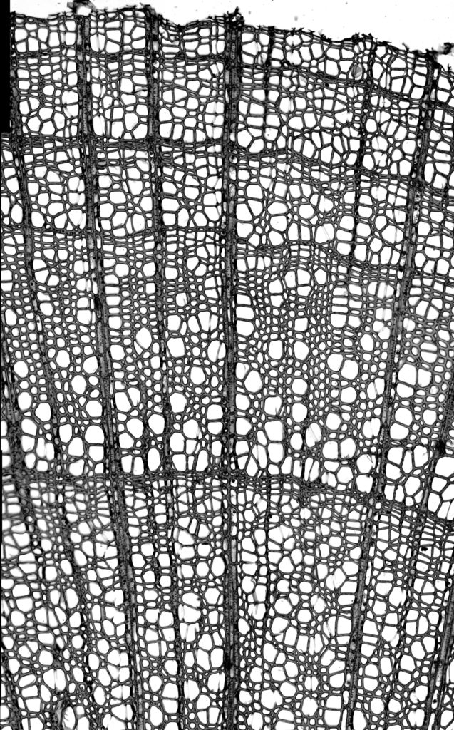 Wood Under the Microscope - Arnold Arboretum