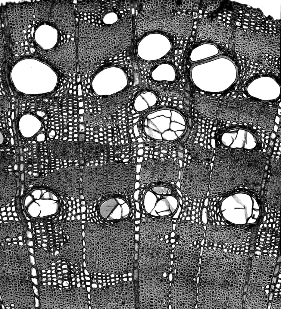 Wood Under the Microscope - Arnold Arboretum
