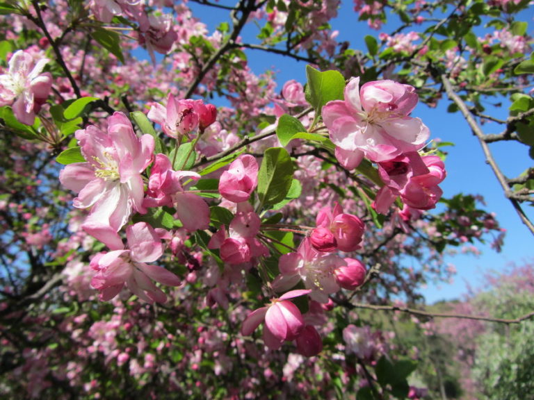 Crabapple Collection - Arnold Arboretum