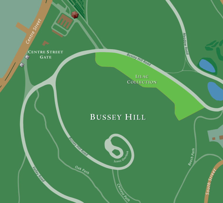 Lilac Collection Directions and Accessibility Information - Arnold ...