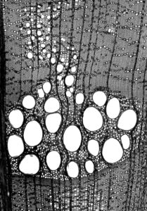 Wood Under the Microscope - Arnold Arboretum