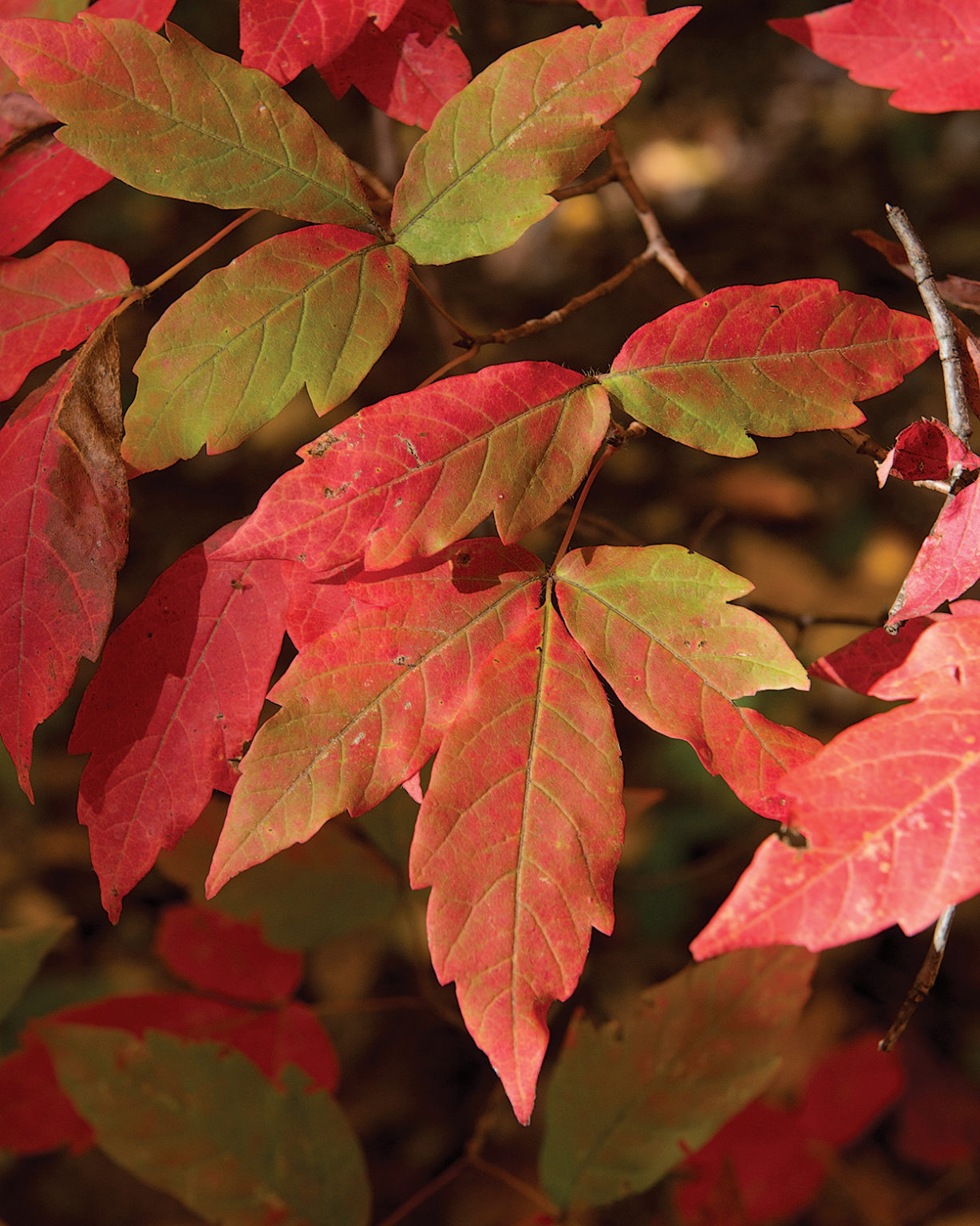 Model Maples - Arnold Arboretum