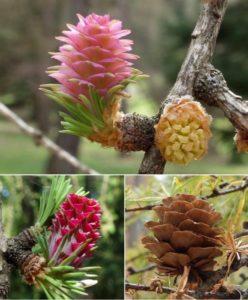 Larch Cones in Spring - Arnold Arboretum | Arnold Arboretum