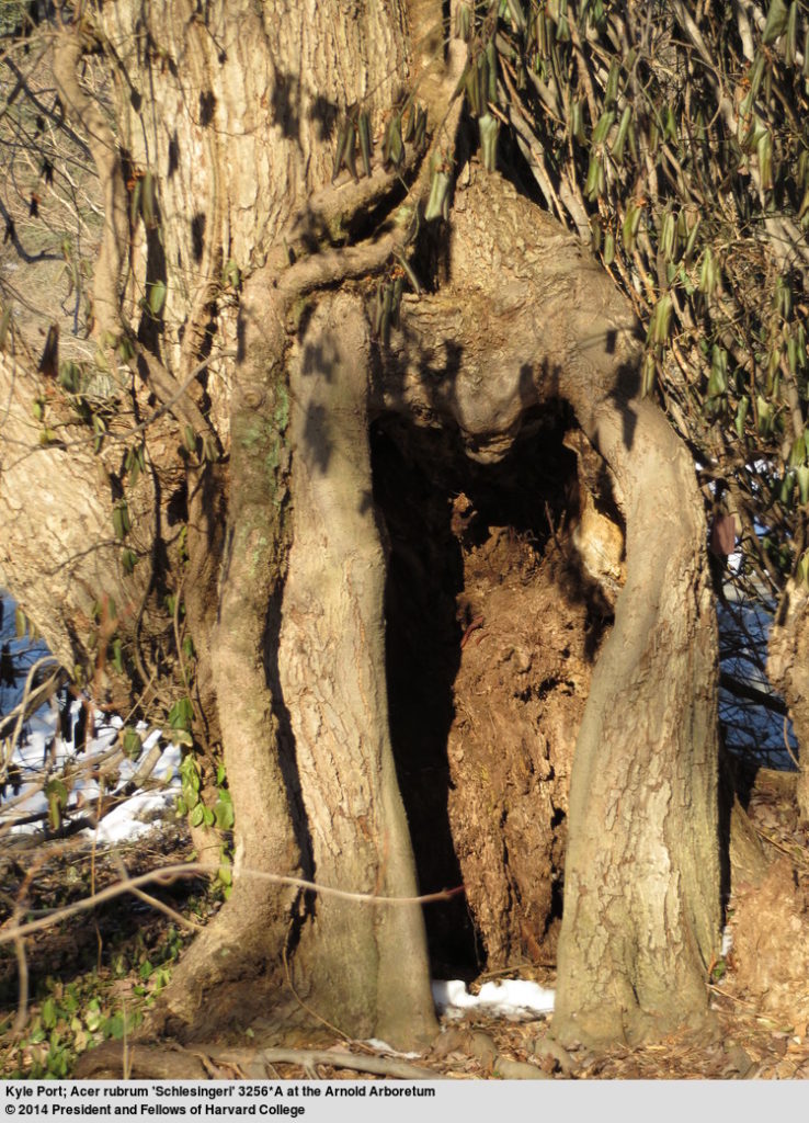 Introductory Tour - Arnold Arboretum