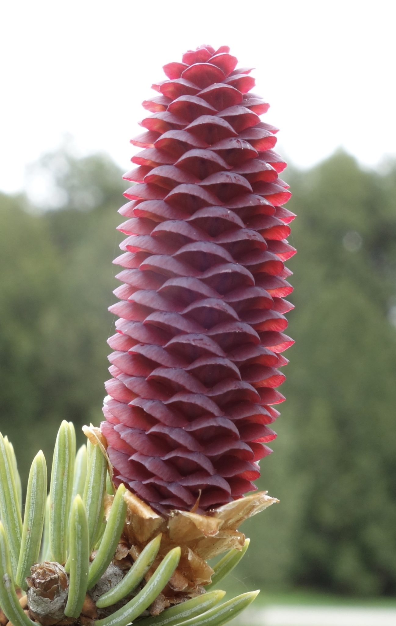 Colorado Blue Spruce - Arnold Arboretum