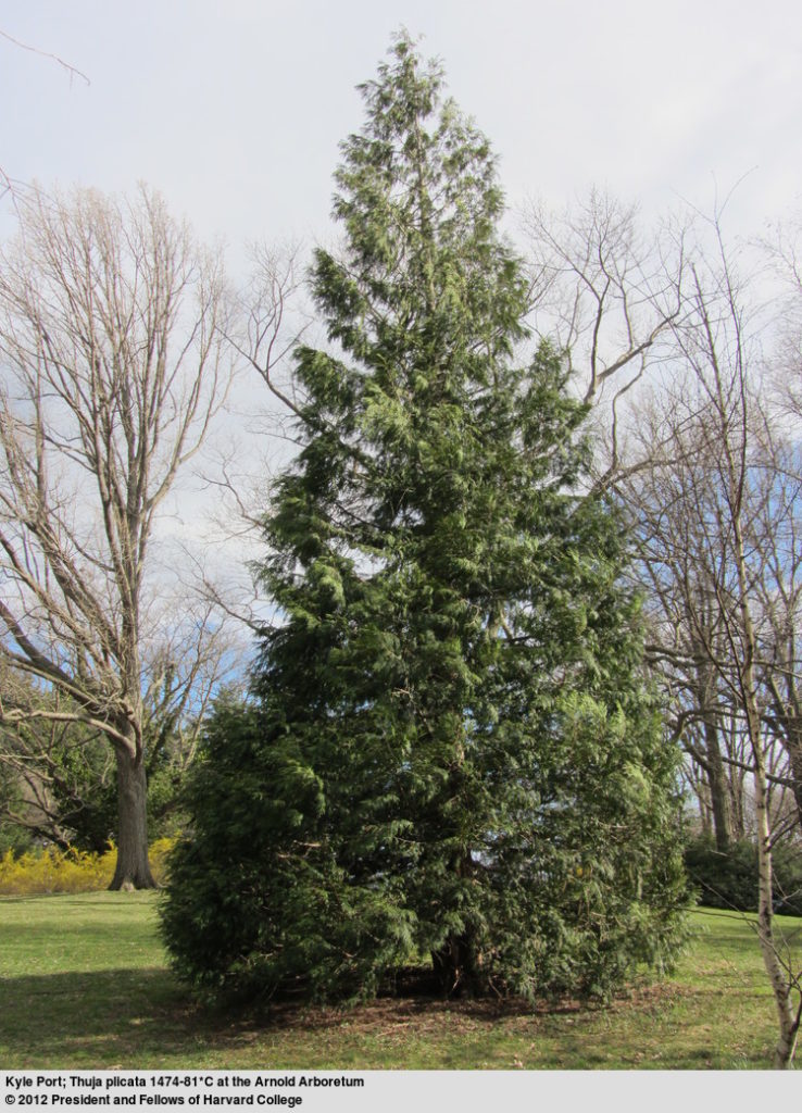 Western States Botanical Expedition - Arnold Arboretum | Arnold Arboretum