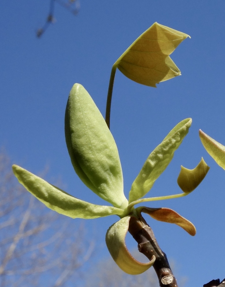 Introductory Tour - Arnold Arboretum | Arnold Arboretum