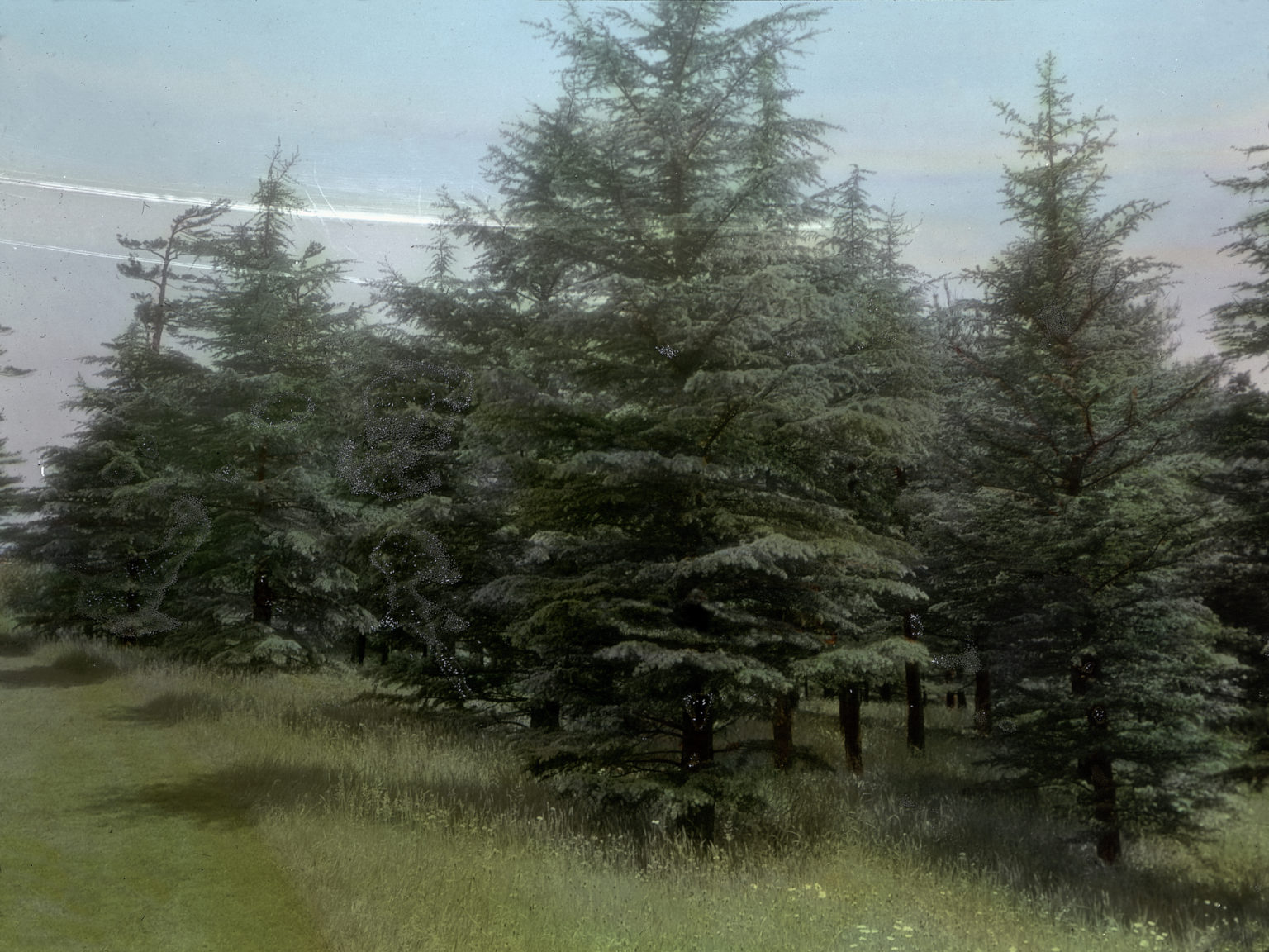 Contracted Collections of Cedrus libani - Arnold Arboretum | Arnold ...