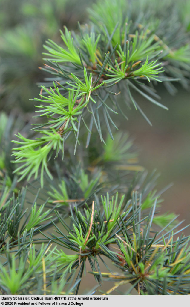 Contracted Collections of Cedrus libani - Arnold Arboretum