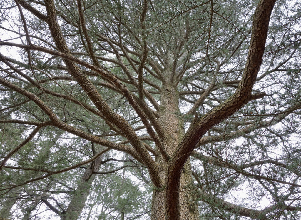 Darwin Asleep Under the Trees - Arnold Arboretum