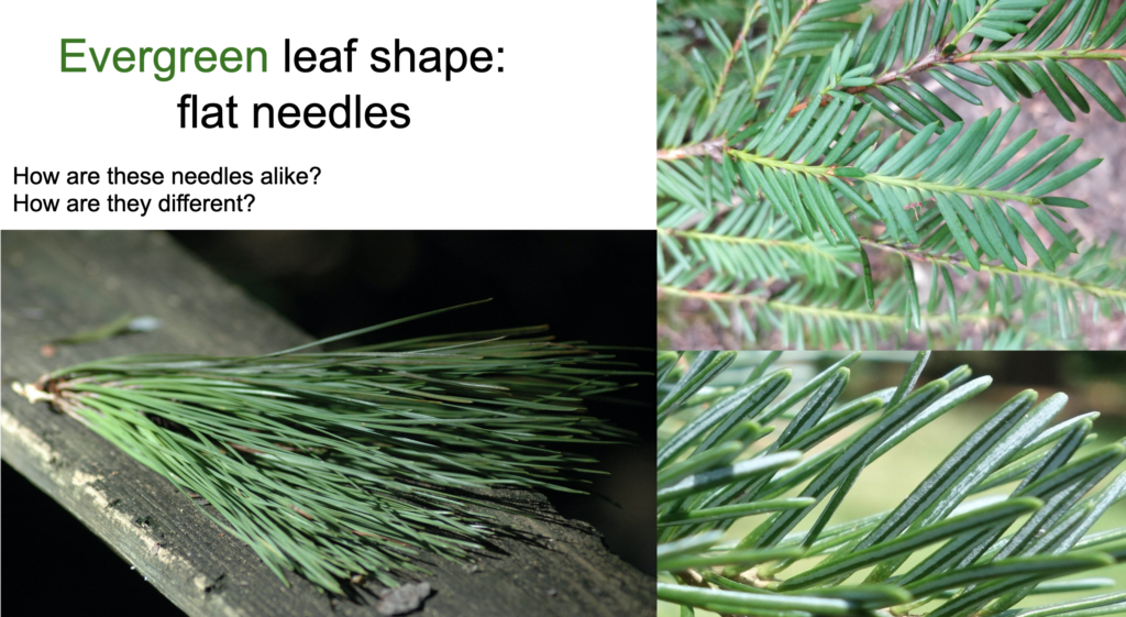 Experiencing Nature Hands-On, Digitally - Arnold Arboretum