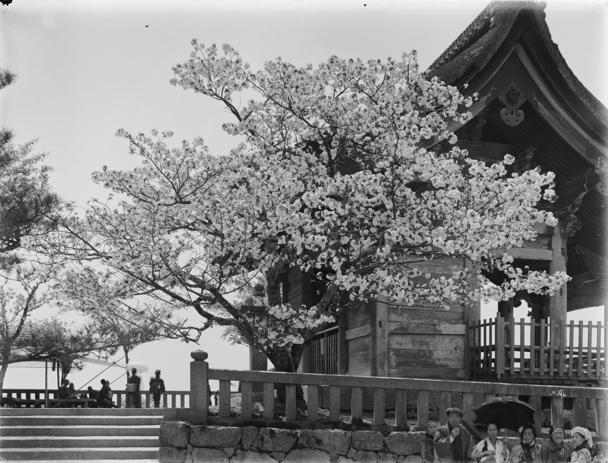 Wilson’s expedition to Japan | Arnold Arboretum
