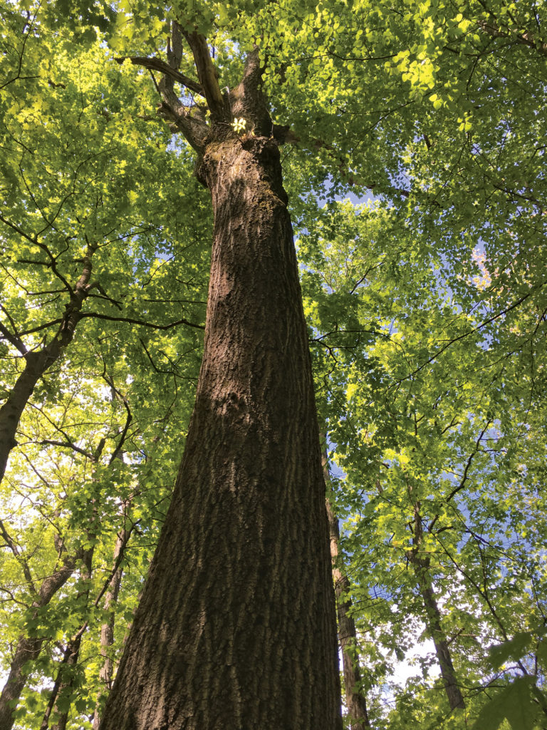Backyard Climate Solutions - Arnold Arboretum