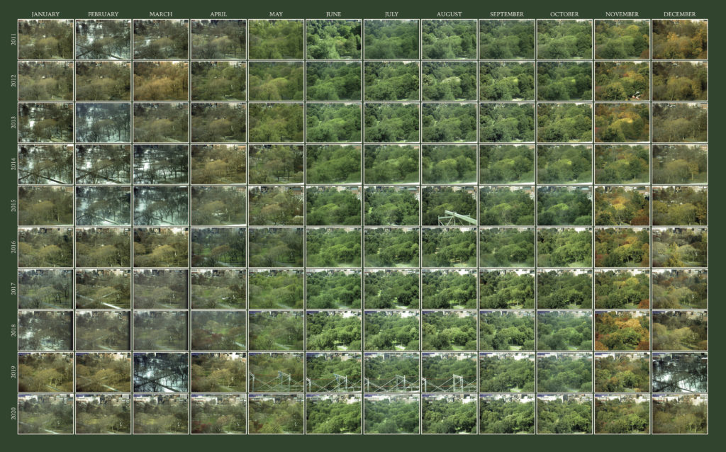 A New Look at Boston Common Trees - Arnold Arboretum