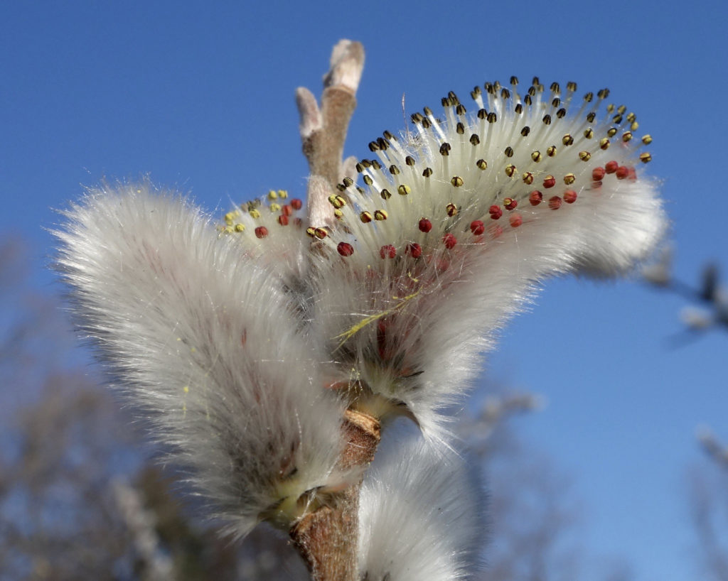 Salix Archives - Arnold Arboretum