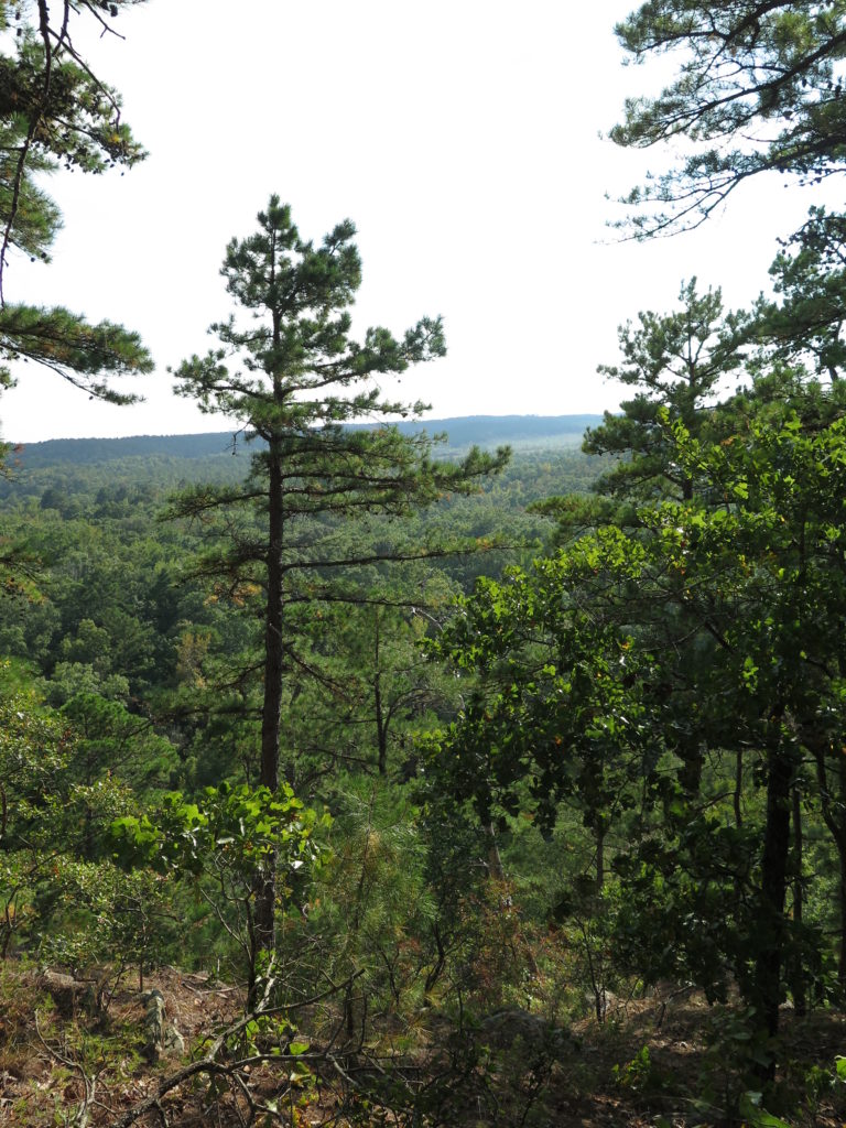 Ozarks Plant Exploration - Arnold Arboretum