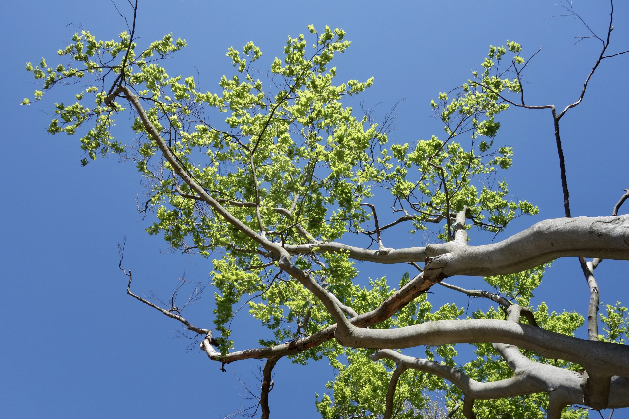 A Walk Through Time, Part 1 | Arnold Arboretum