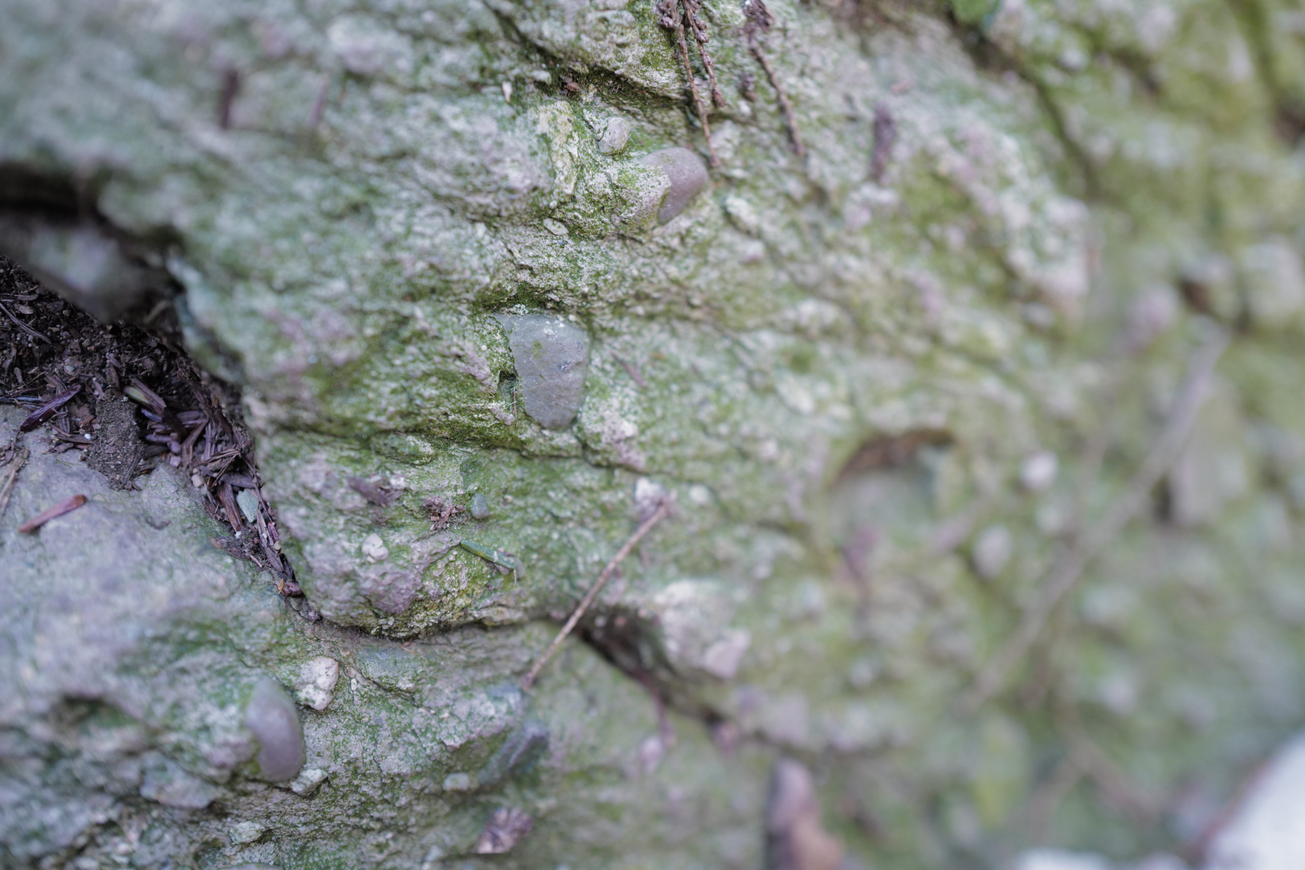 A Walk Through Time, Part 1 - Arnold Arboretum | Arnold Arboretum