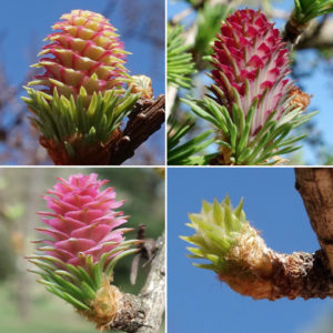 Larch Madness in April - Arnold Arboretum | Arnold Arboretum