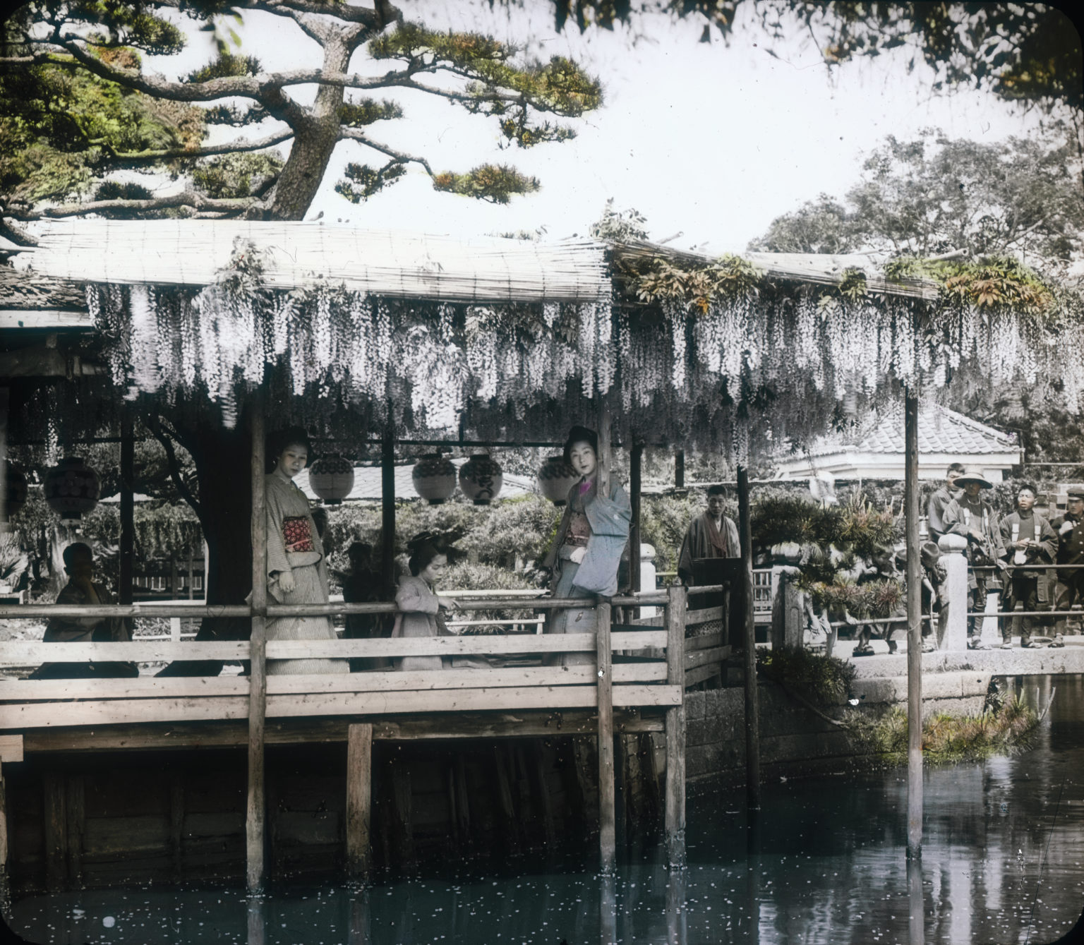 Visual Archives - Arnold Arboretum