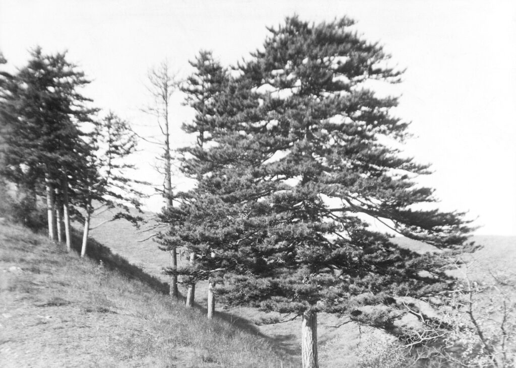 William Purdom: The Forgotten Arnold Plant Hunter - Arnold Arboretum