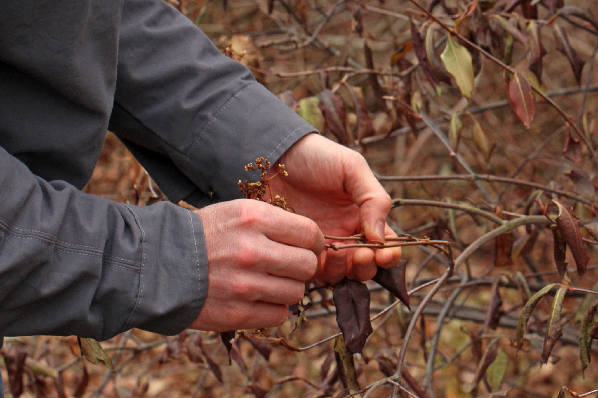 Observations by a Citizen Scientist - Arnold Arboretum | Arnold Arboretum