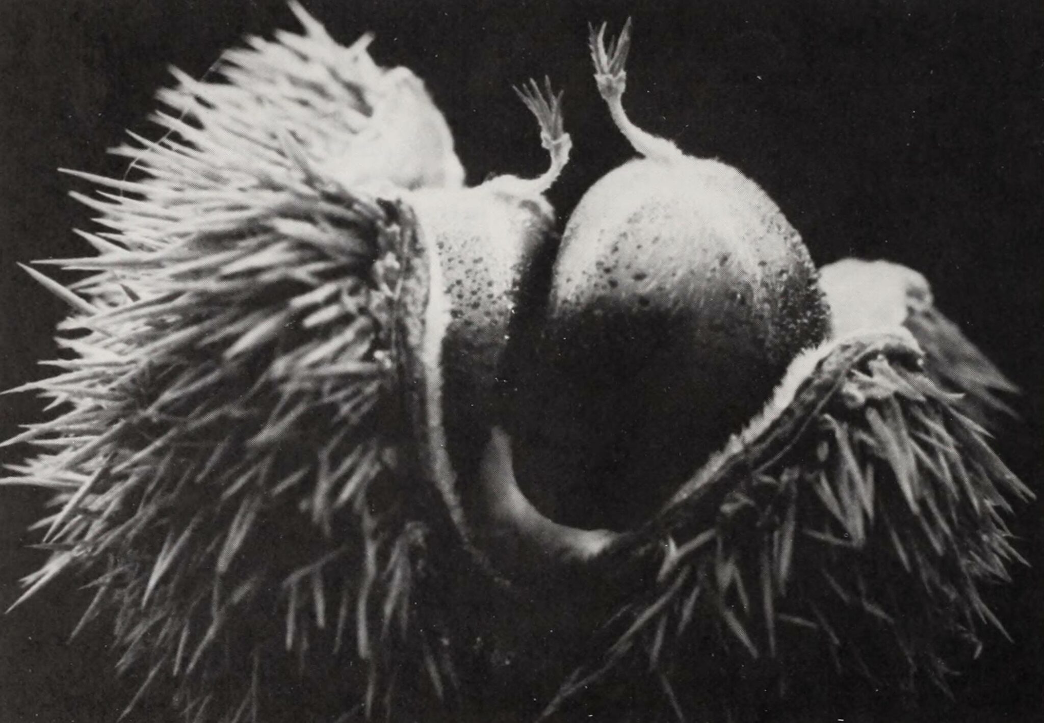 Castanea mollissima: A Chinese Chestnut for the Northeast - Arnold ...