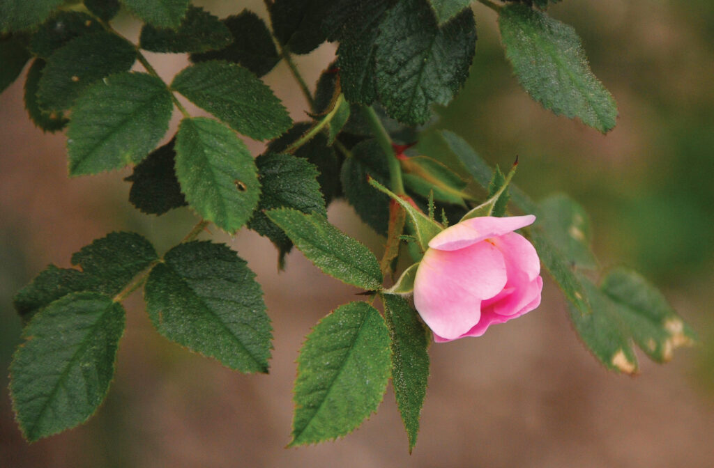 What the Rose Knows: Navigating Rosaceae at the BRC - Arnold Arboretum