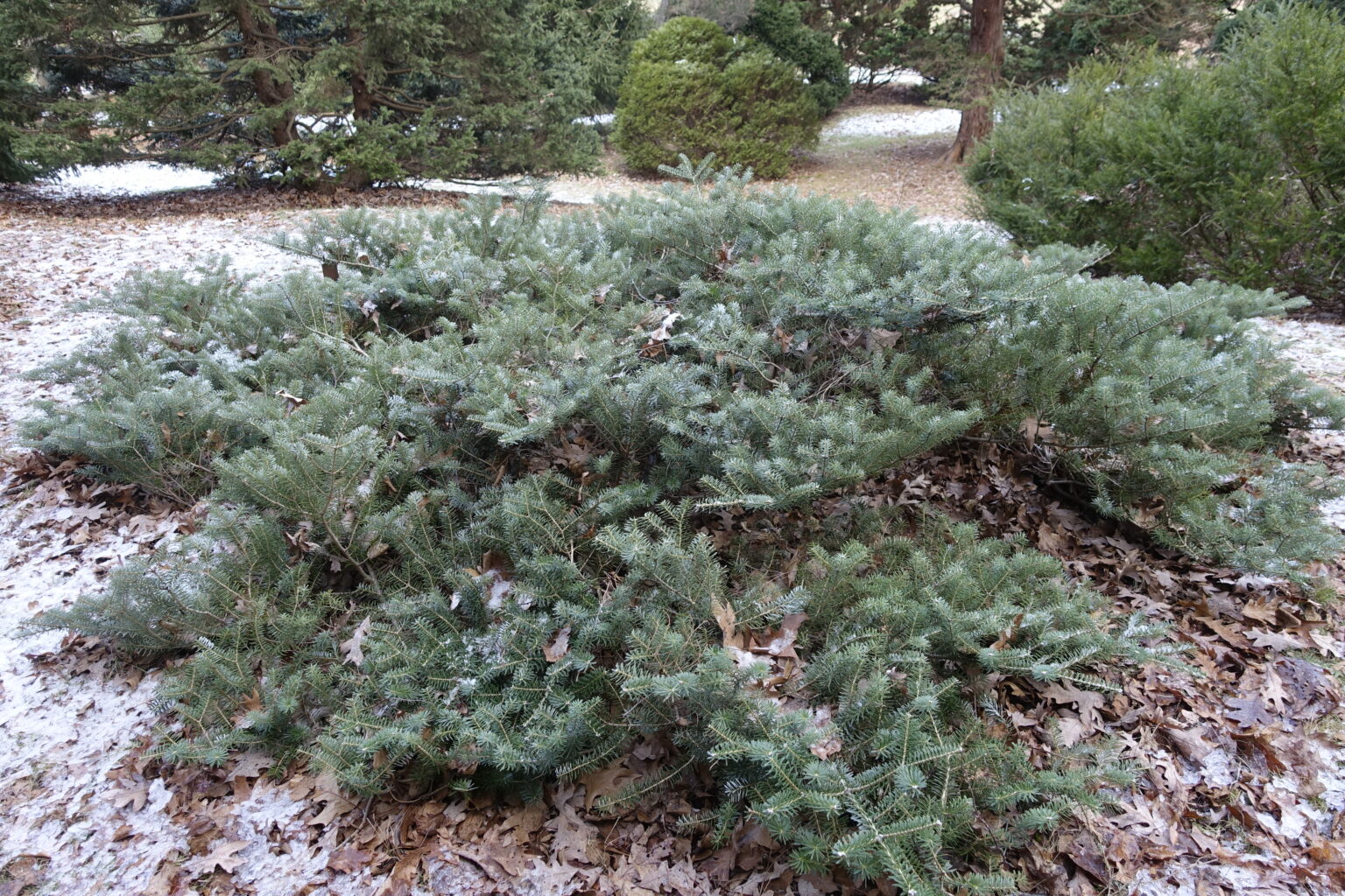 ‘Prostrate Beauty’ Korean Fir - Arnold Arboretum