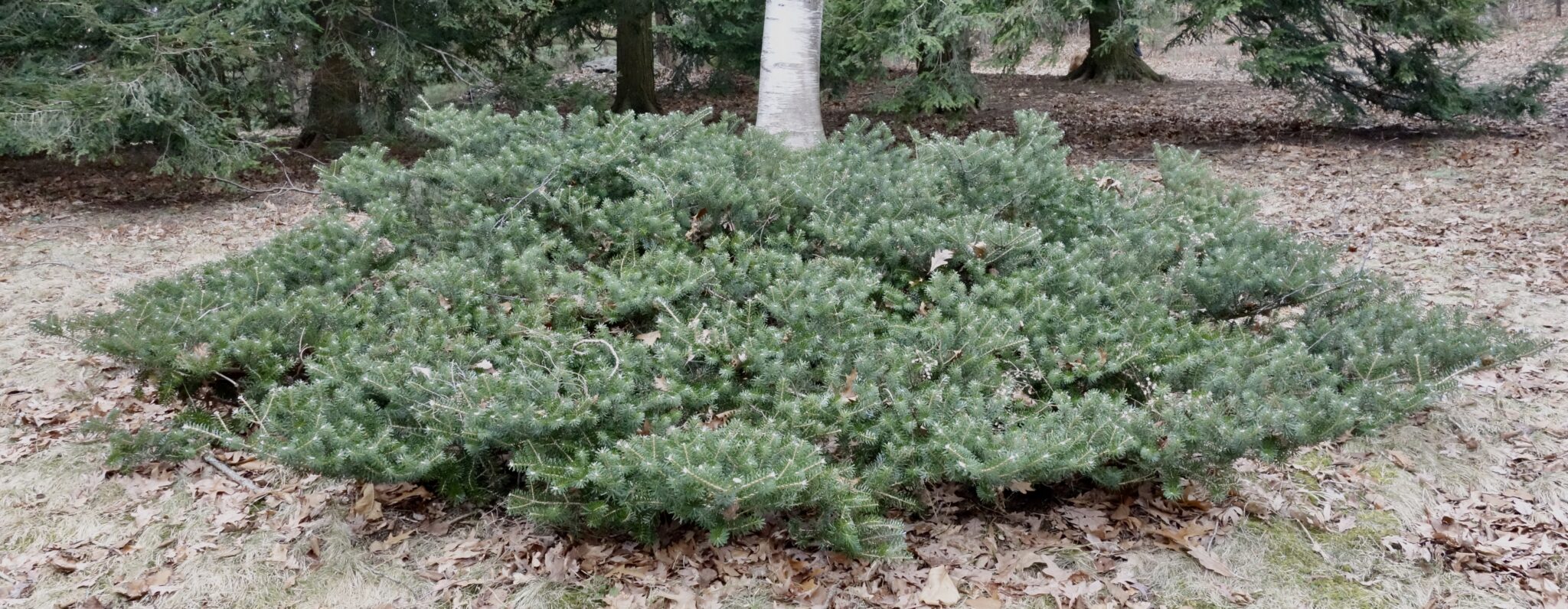 ‘Prostrate Beauty’ Korean Fir - Arnold Arboretum
