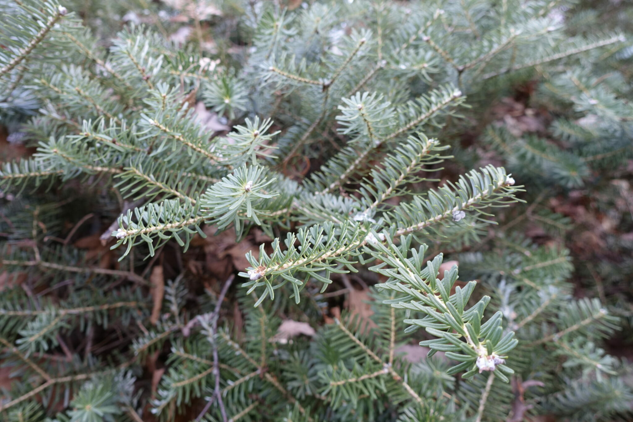 Arnold Selects - Arnold Arboretum