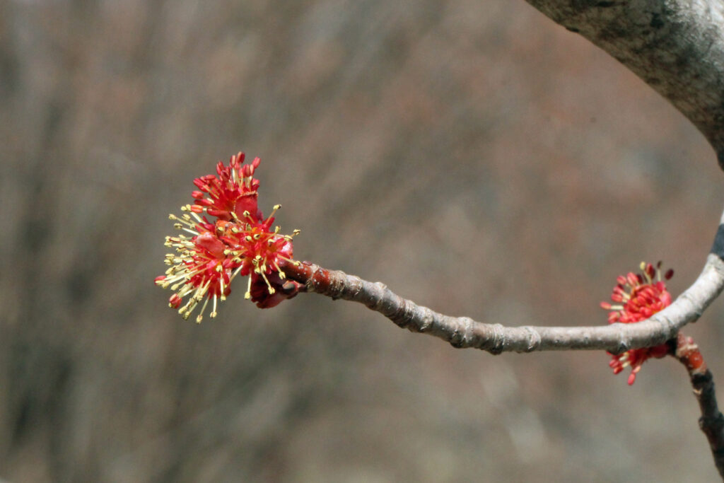 ‘Schlesingeri’ Red Maple - Arnold Arboretum