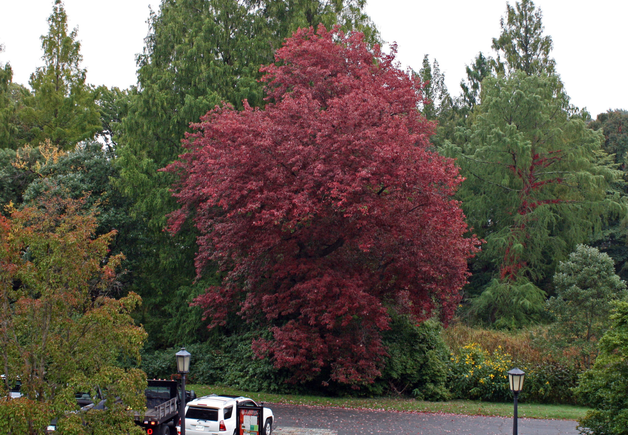 Bringing the Arnold Home | Arnold Arboretum