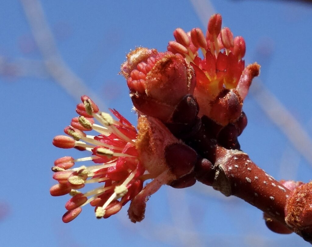 ‘Schlesingeri’ Red Maple - Arnold Arboretum