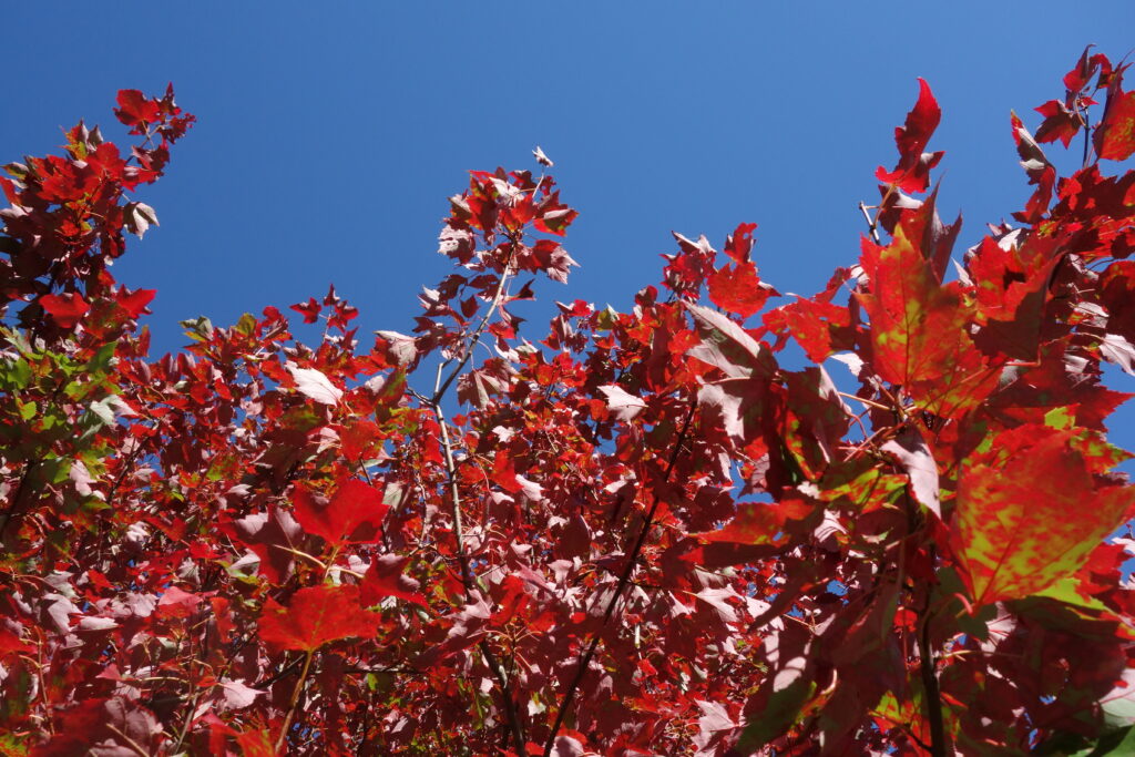 ‘Schlesingeri’ Red Maple - Arnold Arboretum