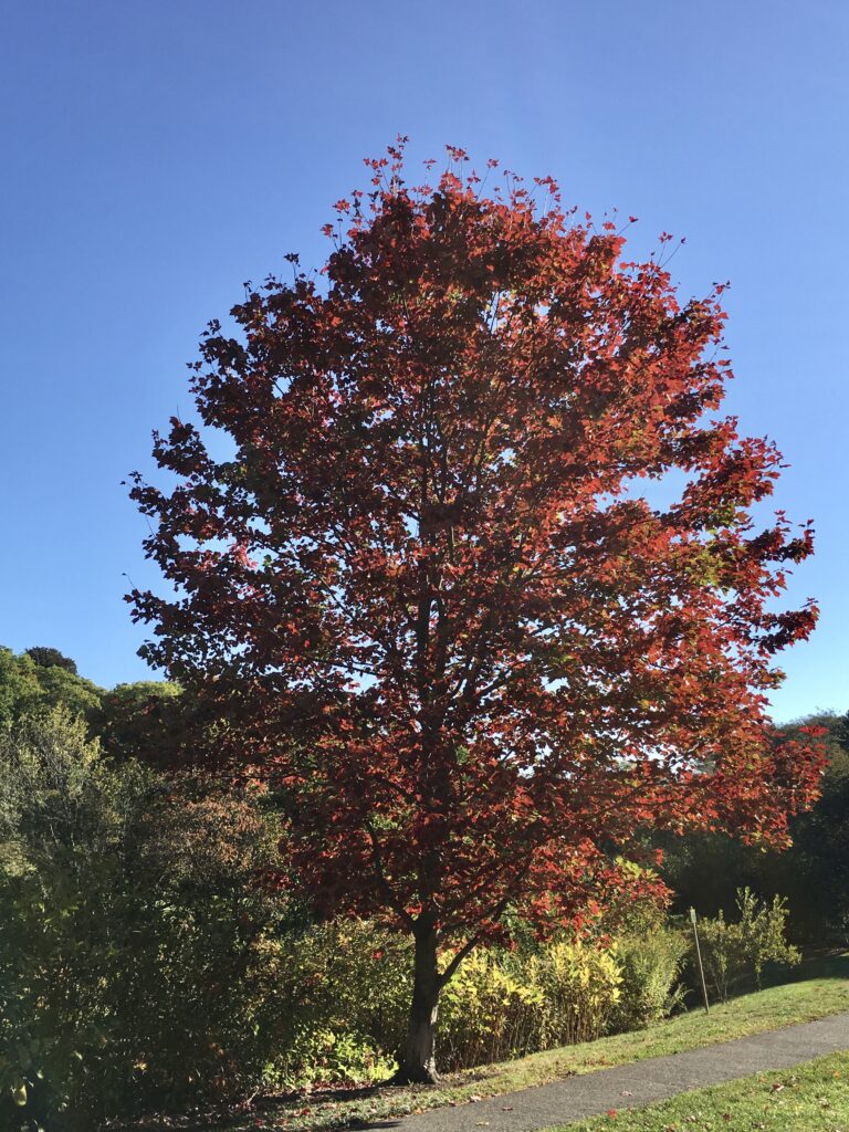 ‘Schlesingeri’ Red Maple - Arnold Arboretum