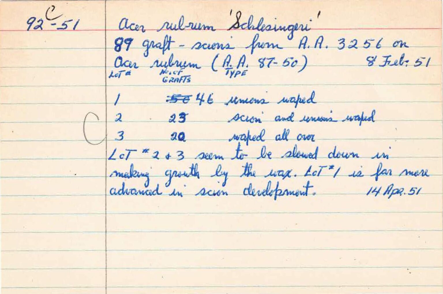 ‘Schlesingeri’ Red Maple - Arnold Arboretum